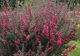 Leptospermum ("Leptospermum scoparium") - www.plantasyjardines.es